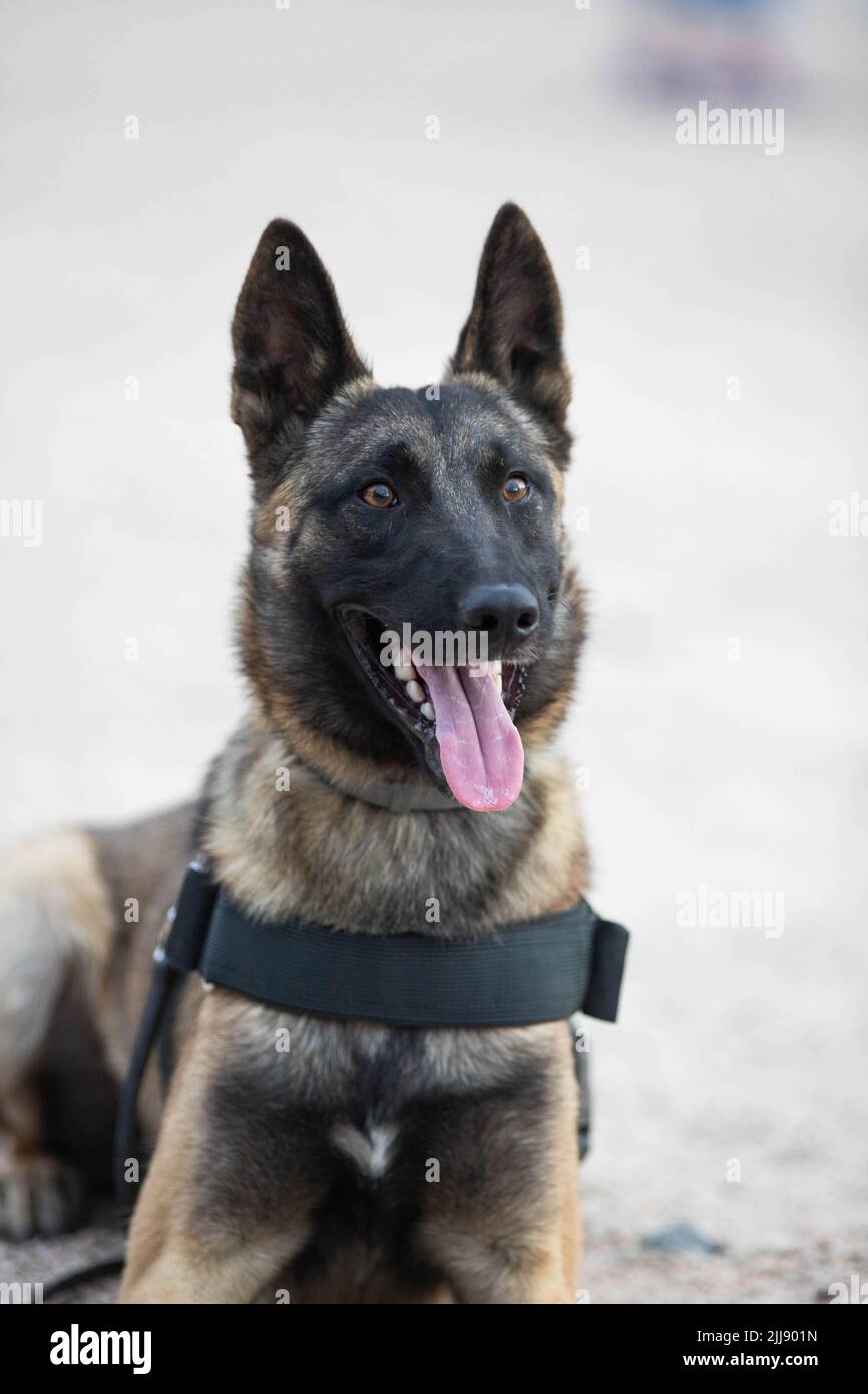 Police dog camera hi-res stock photography and images - Alamy