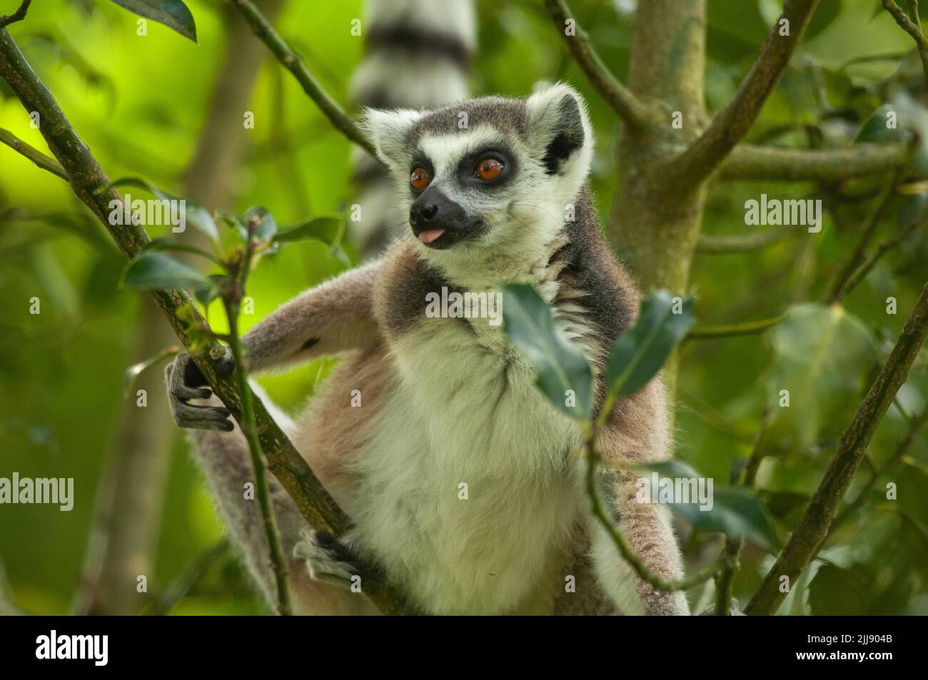 Ring tailed lemur climbing in tree in captivity, Wales, UK Stock Photo ...