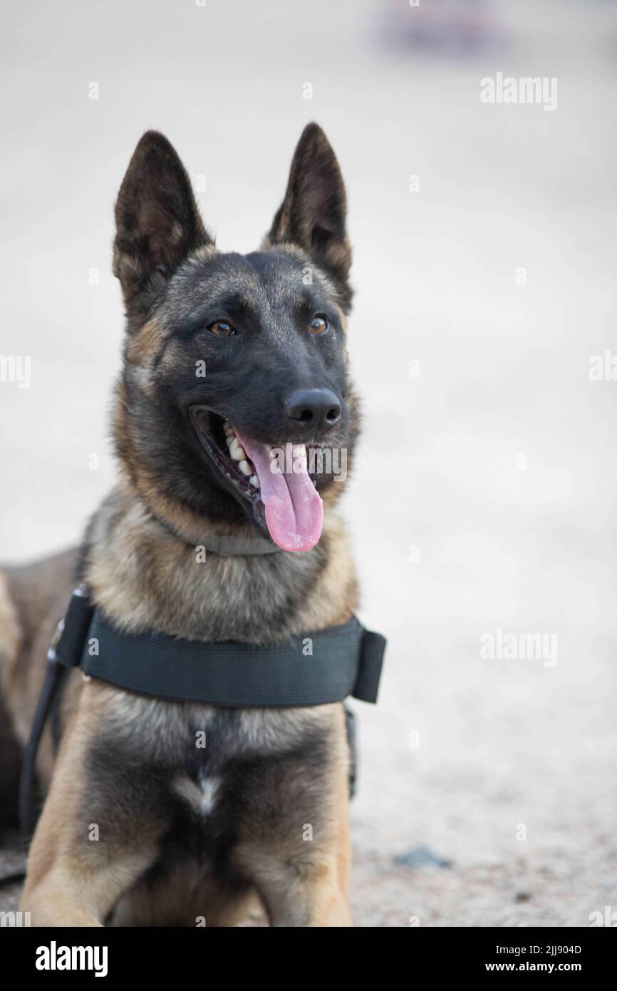 police dog posing for camera Stock Photo - Alamy