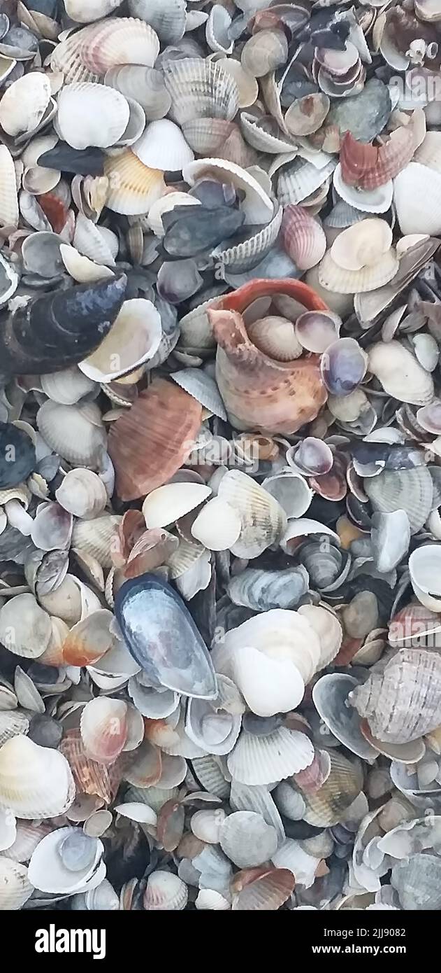 Sea background: various sea shells, top view Stock Photo - Alamy