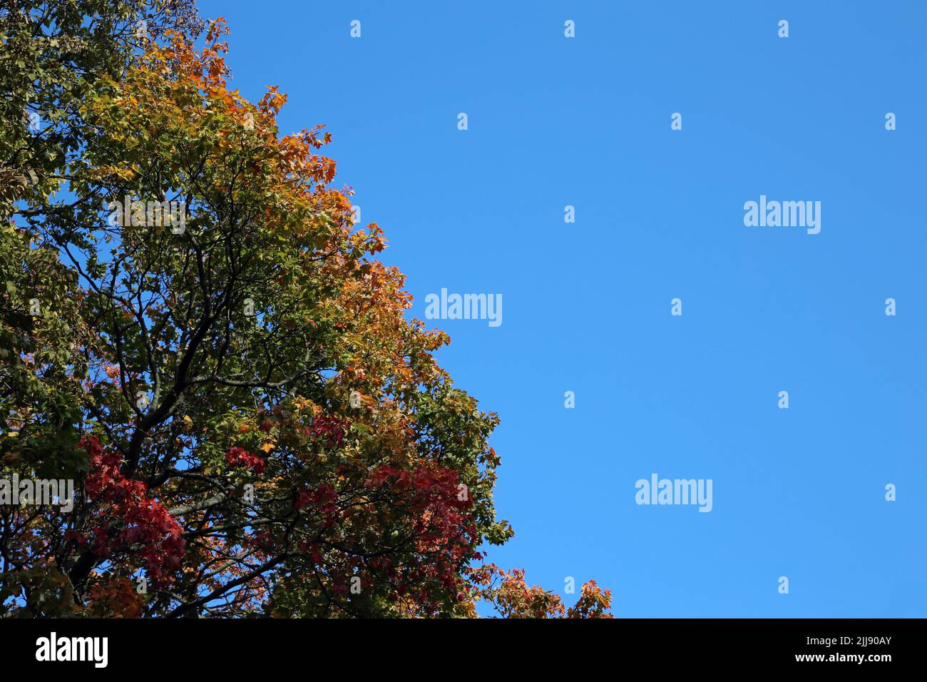 Very bright colored trees with autumn season leaves, blue sky ...