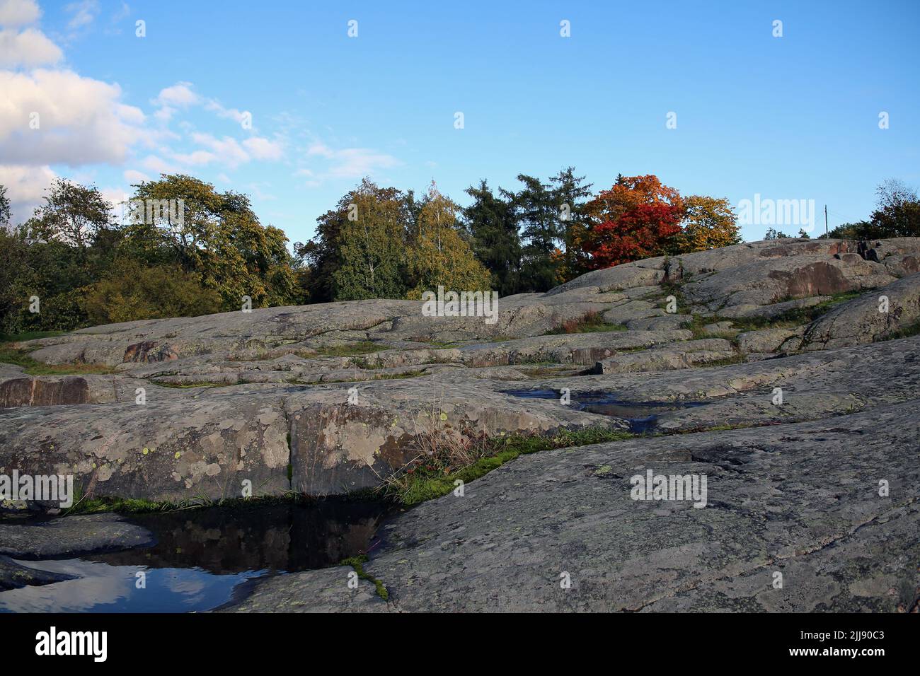 Very bright colored autumn season leaves photographed on big rocks in ...