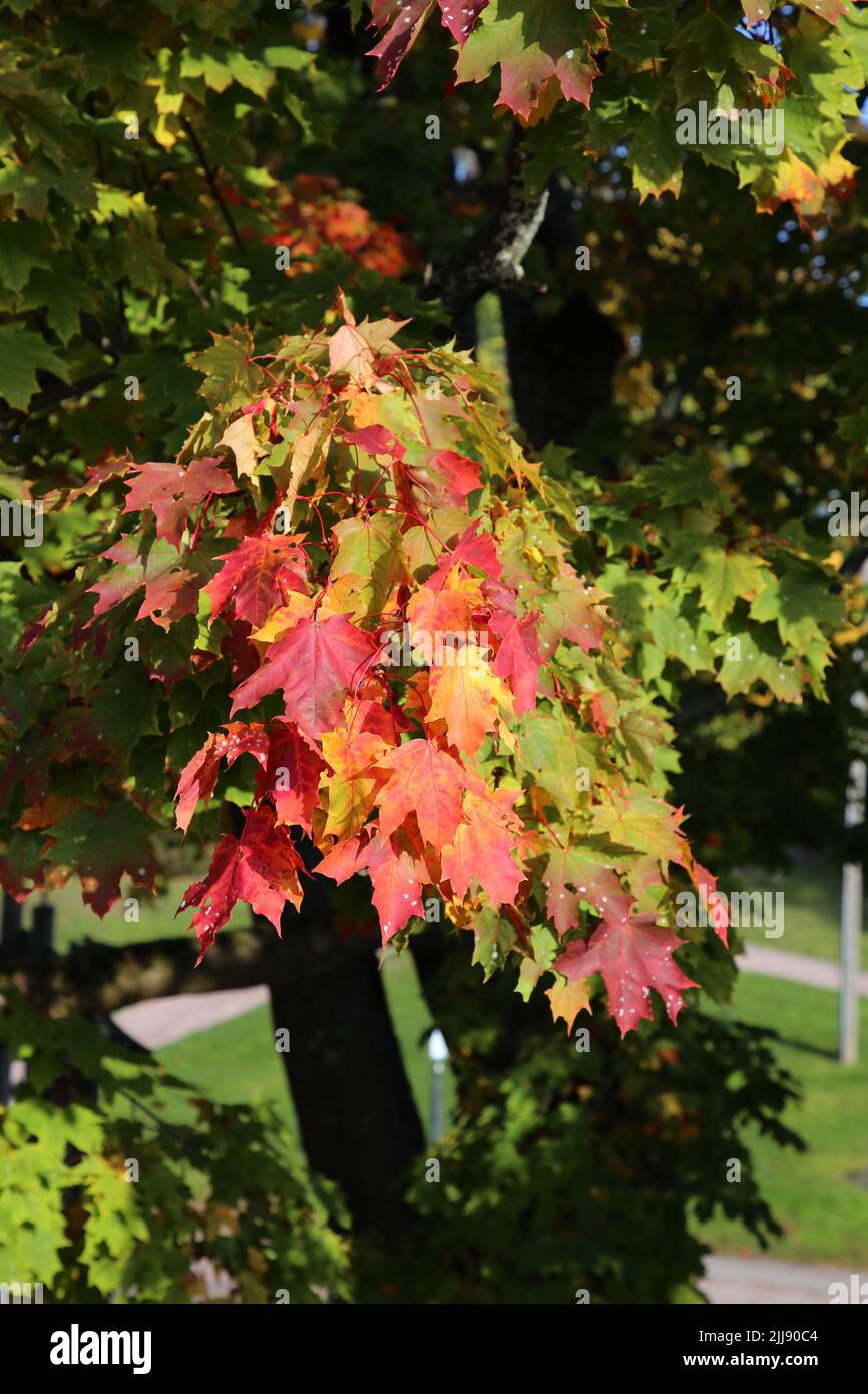 Very bright colored autumn season maple (fin: vaahtera) leaves ...