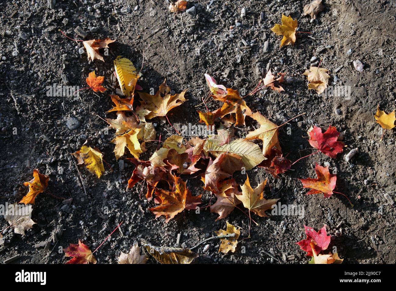 Vaahtera hi-res stock photography and images - Alamy