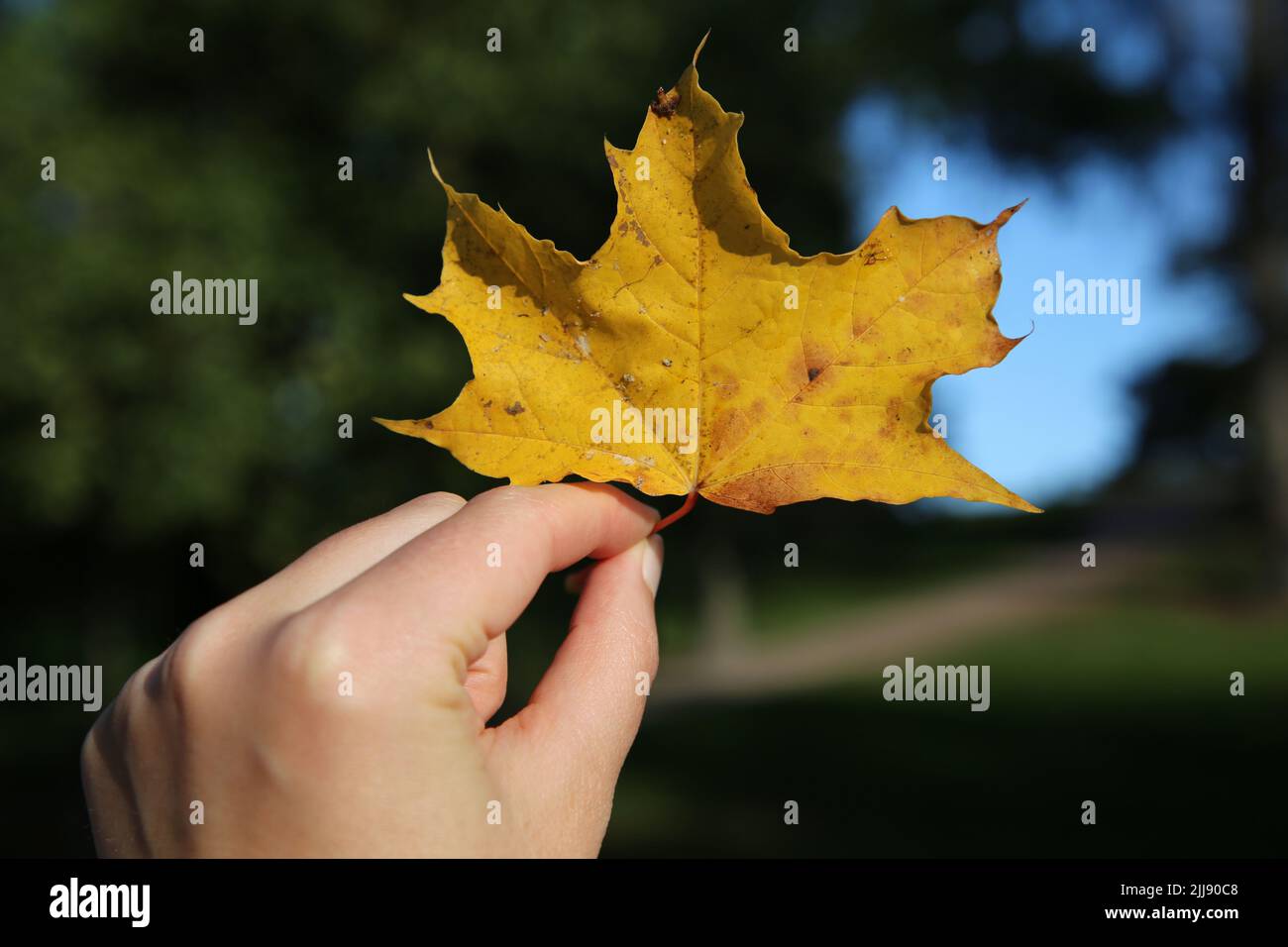 Very bright colored autumn season maple (fin: vaahtera) leaf. White ...