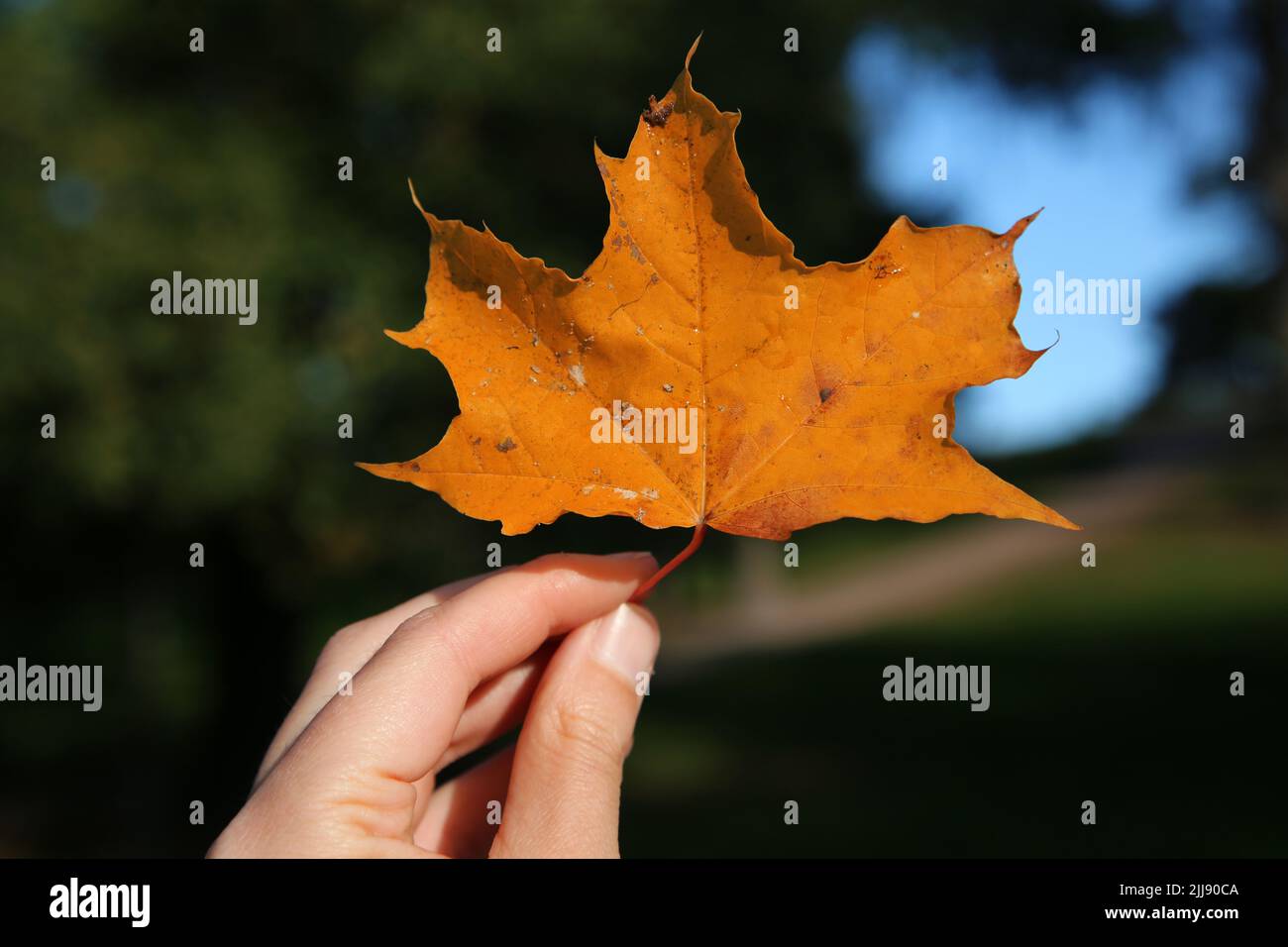 Very bright colored autumn season maple (fin: vaahtera) leaf. White ...