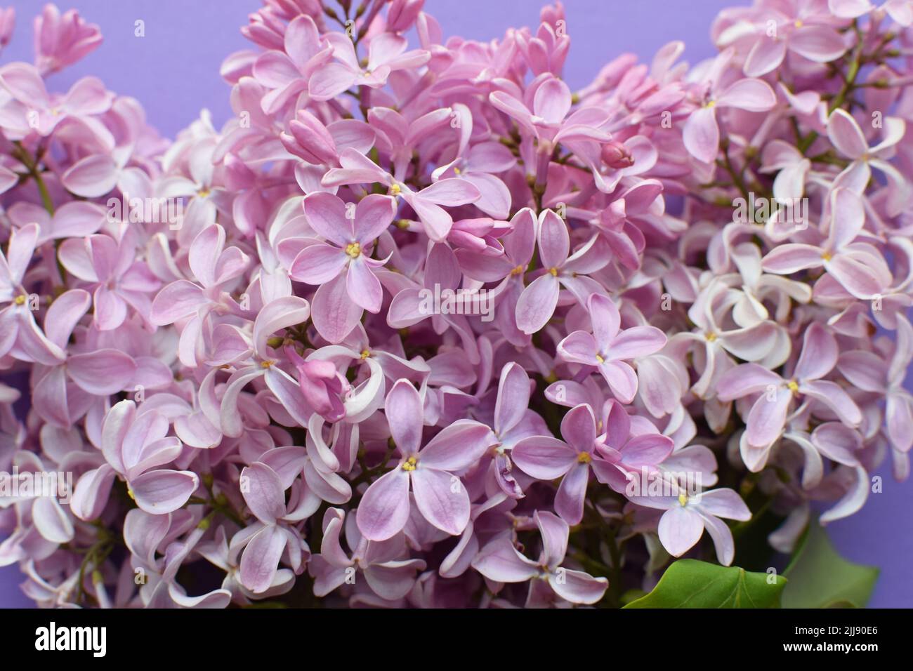 Beautiful pink background from lilac flowers close-up. Spring flowers ...