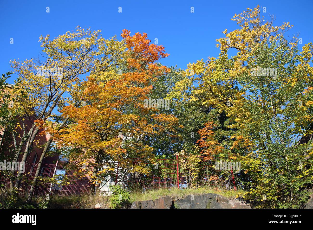 Very bright colored trees with autumn season leaves, blue sky ...