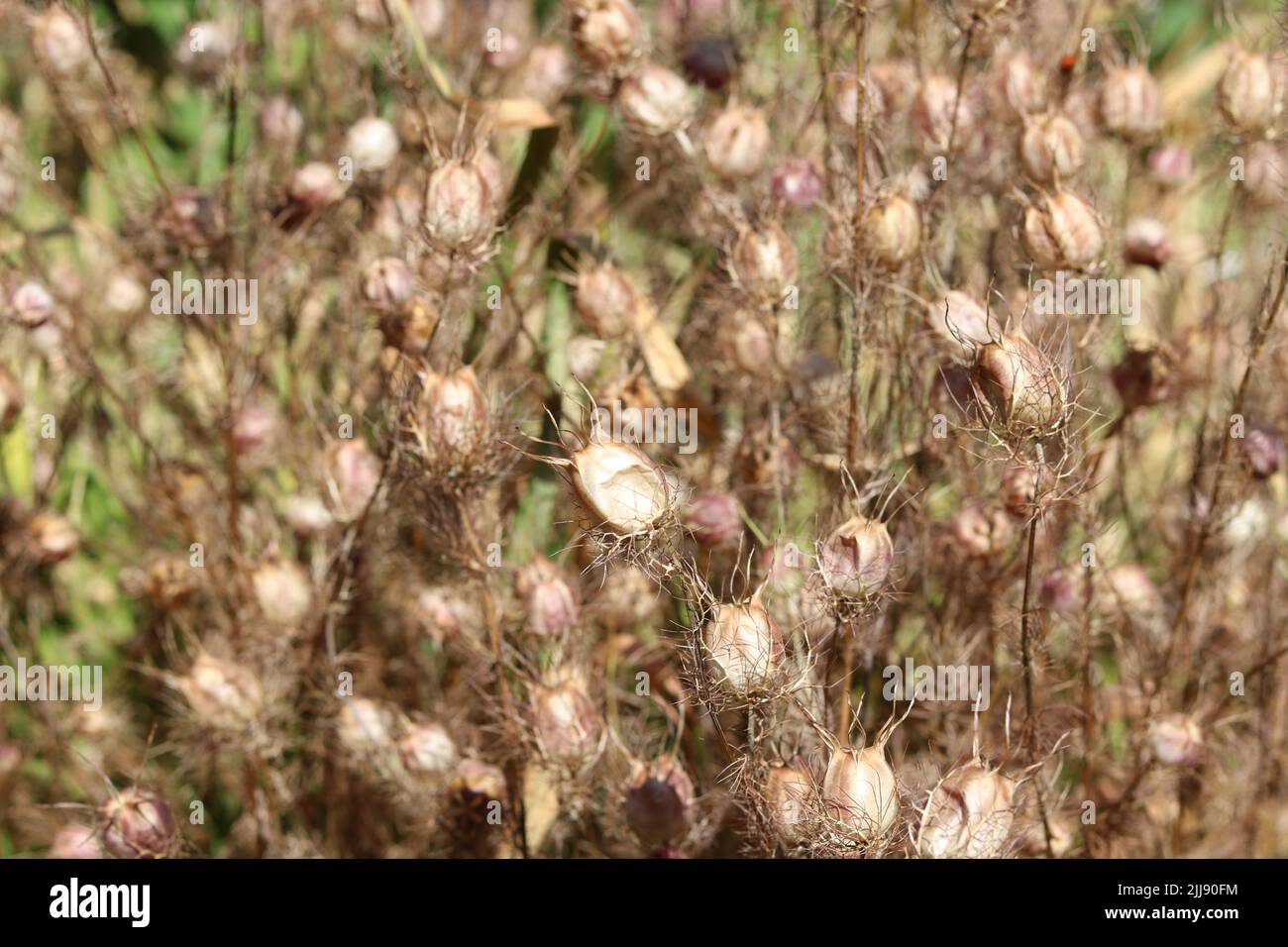 Wildflower seed pods hi-res stock photography and images - Alamy