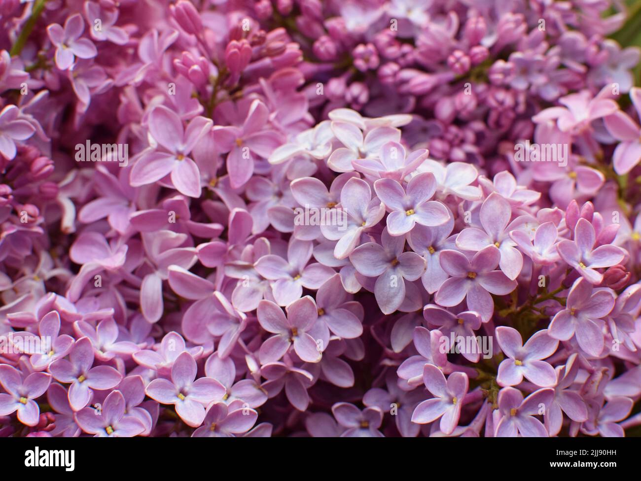 Beautiful pink background from lilac flowers close-up. Spring flowers ...