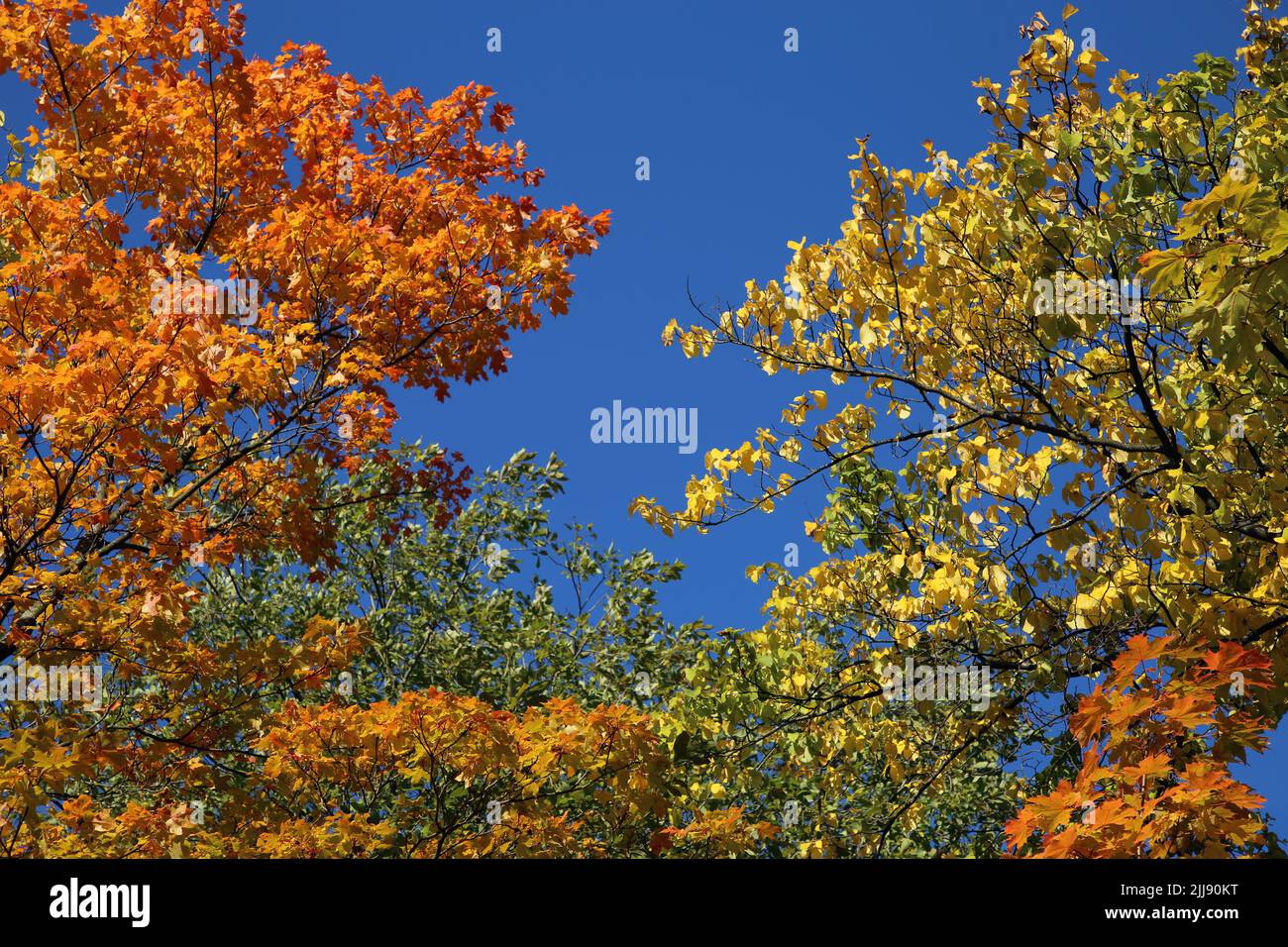 Very bright colored trees with autumn season leaves, blue sky ...