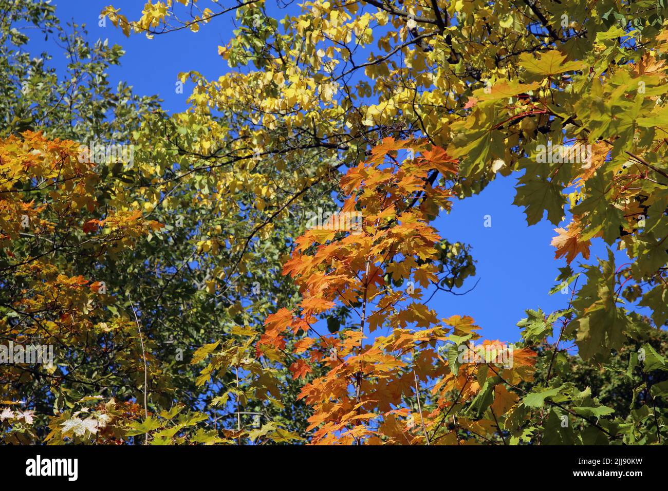 Very bright colored trees with autumn season leaves, blue sky ...