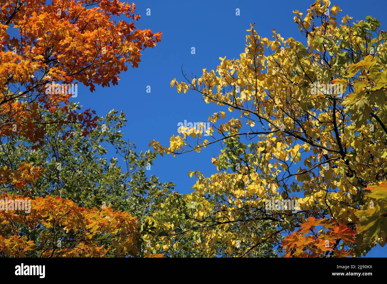 Very bright colored trees with autumn season leaves, blue sky ...