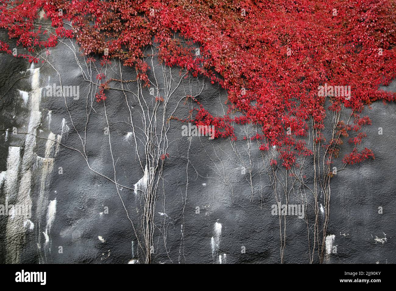 Very bright colored autumn season leaves photographed on big rocks in ...