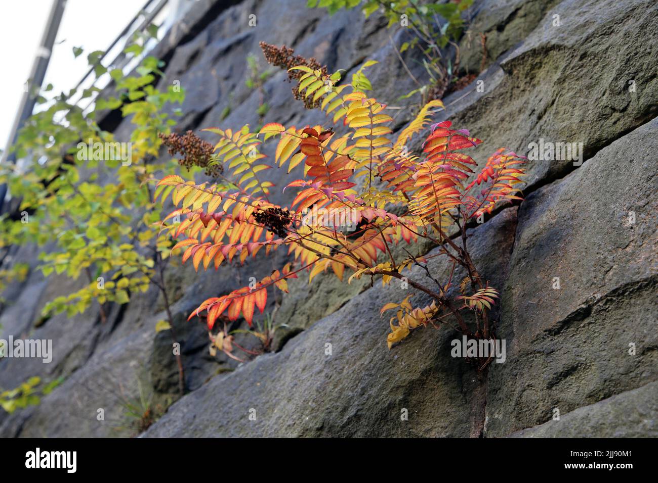 Very bright colored autumn season leaves photographed on big rocks in ...