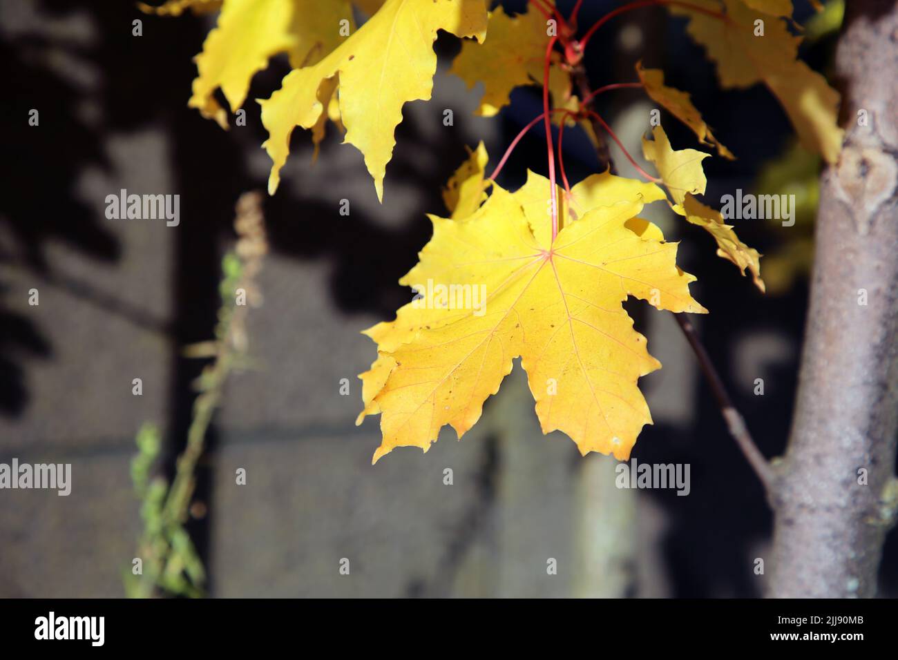 Very bright colored autumn season maple (fin: vaahtera) leaves ...