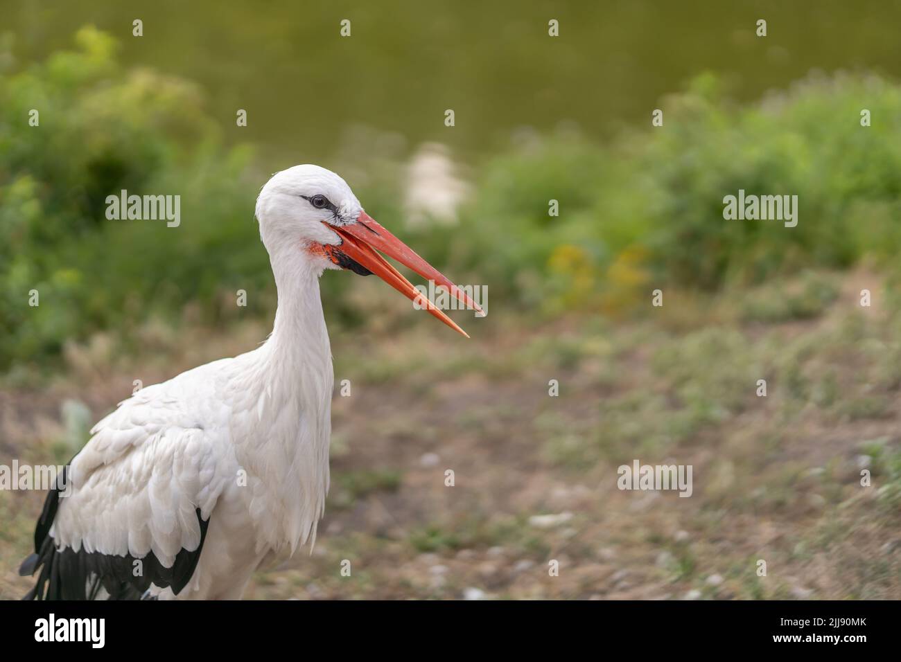 A side portrait of a stork on a shore Stock Photo - Alamy