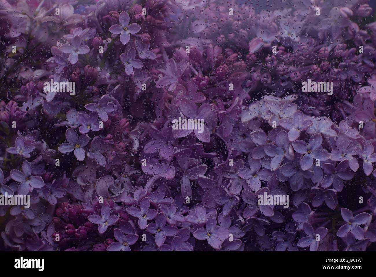 Beautiful lilac background of lilac flowers close-up behind glass with ...
