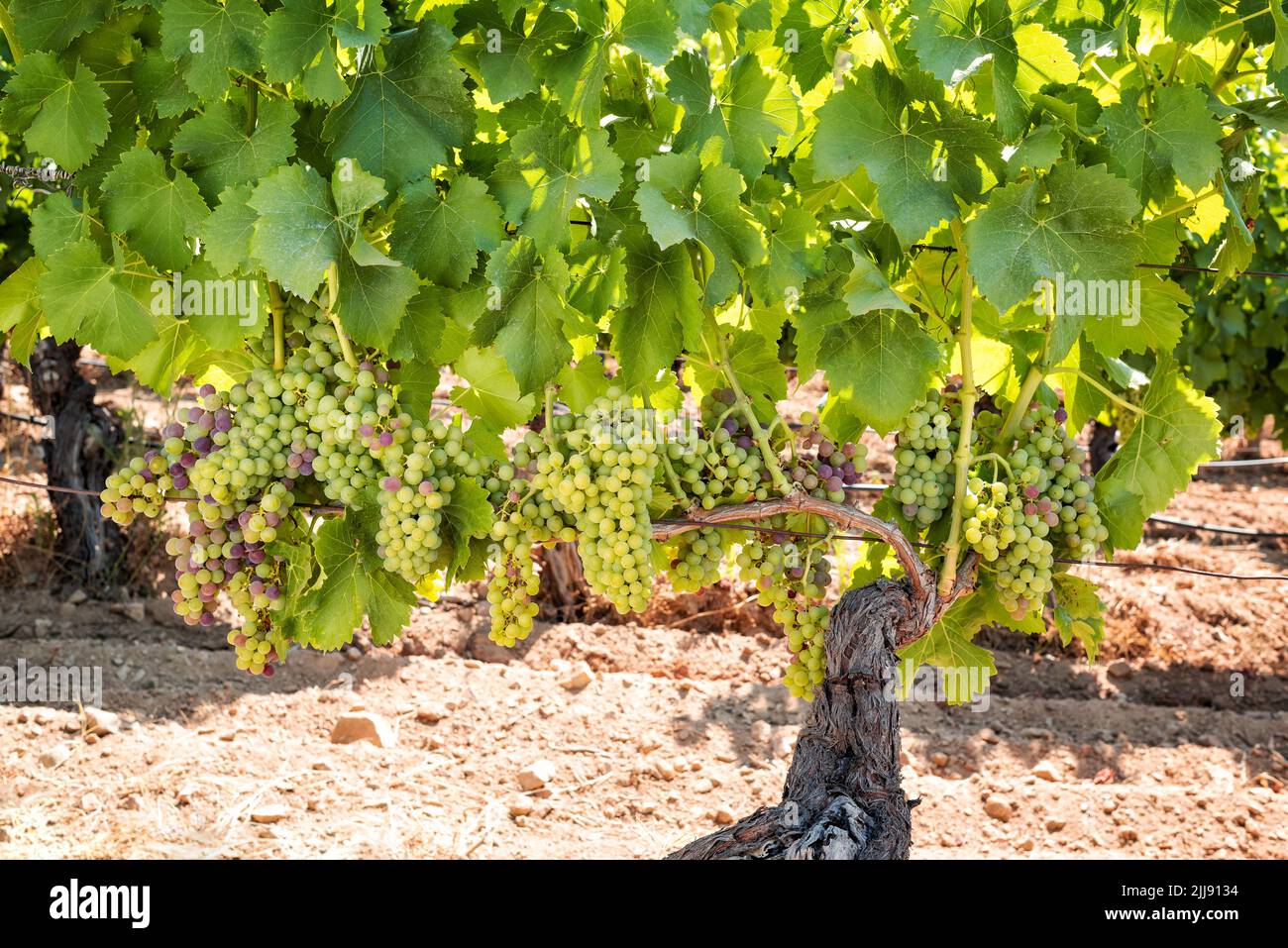 Veraison in a vineyard. Bunches of grapes with berries that begin the ...