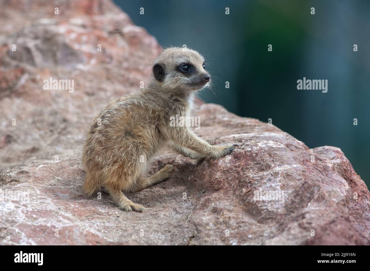 Alert young captive meerkat in zoo Stock Photo - Alamy