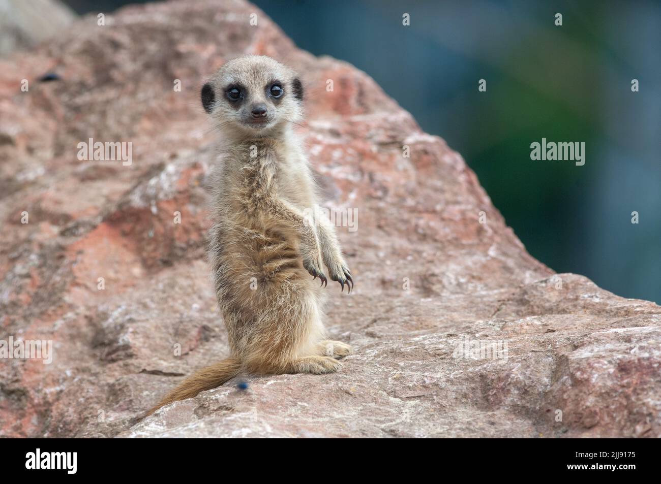 Alert young captive meerkat in zoo Stock Photo - Alamy