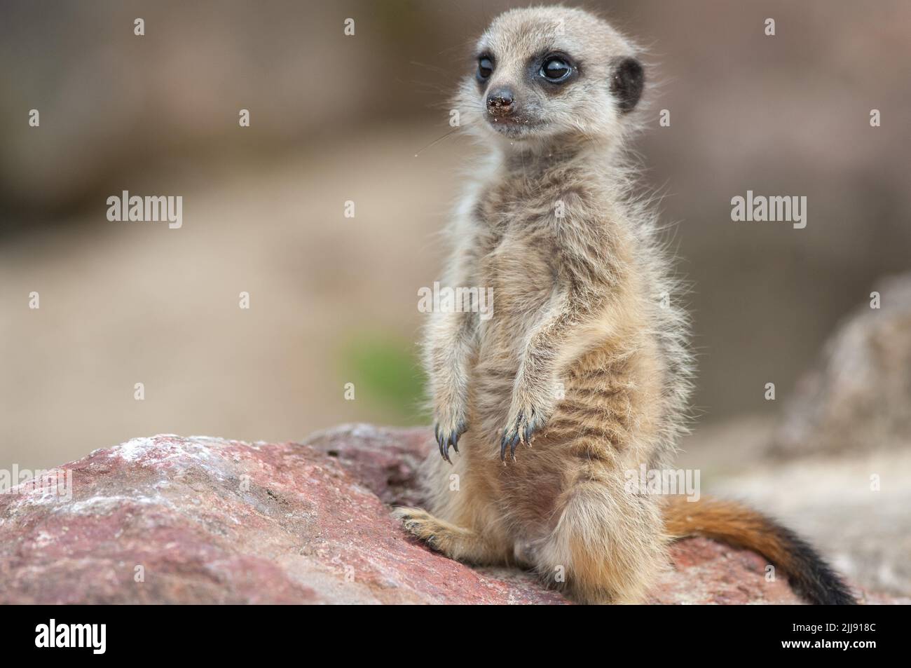 Alert young captive meerkat in zoo Stock Photo - Alamy