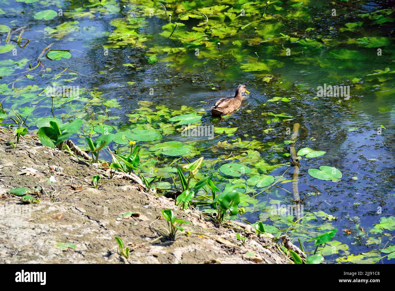 Padua, Veneto, Italy. The master branch of the Bacchiglione river in ...