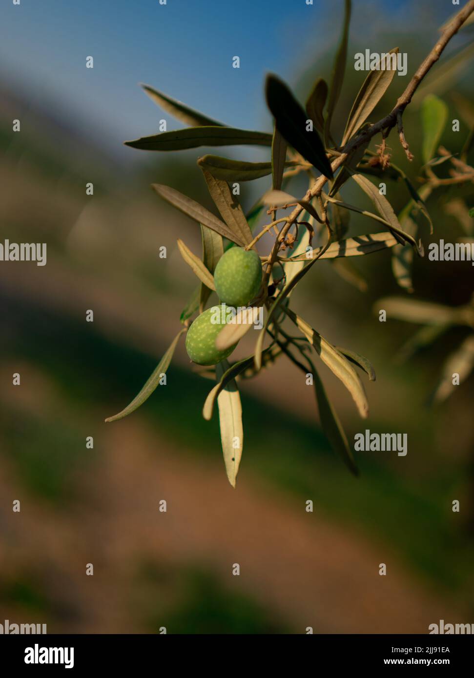 olive tree branch DOF Stock Photo - Alamy