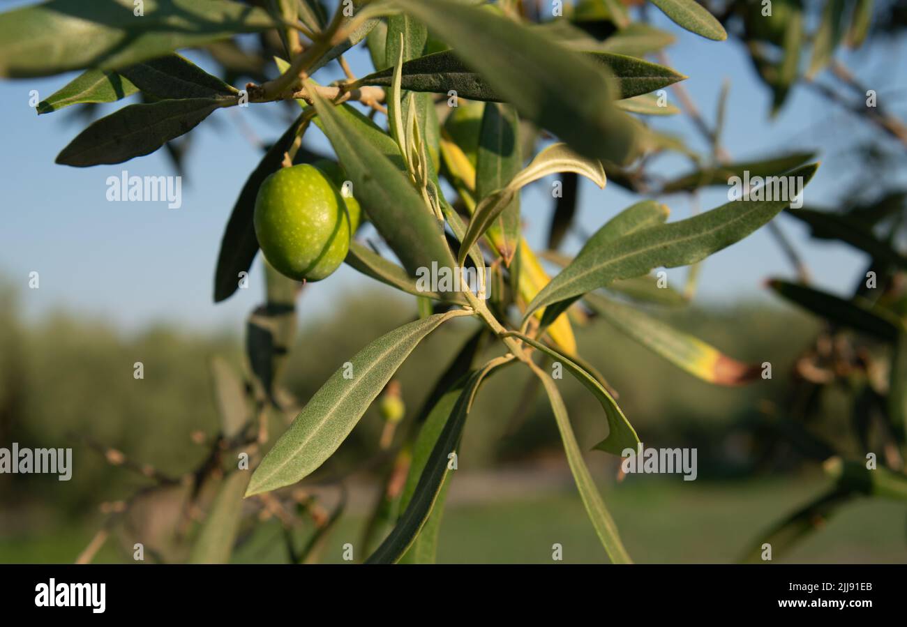 olive tree branch DOF Stock Photo - Alamy