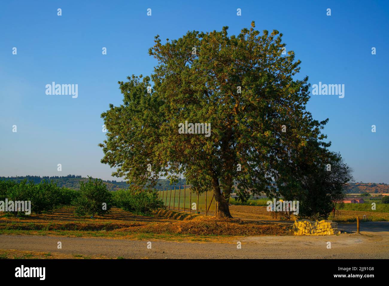Tree sunrise sunny green hi-res stock photography and images - Alamy