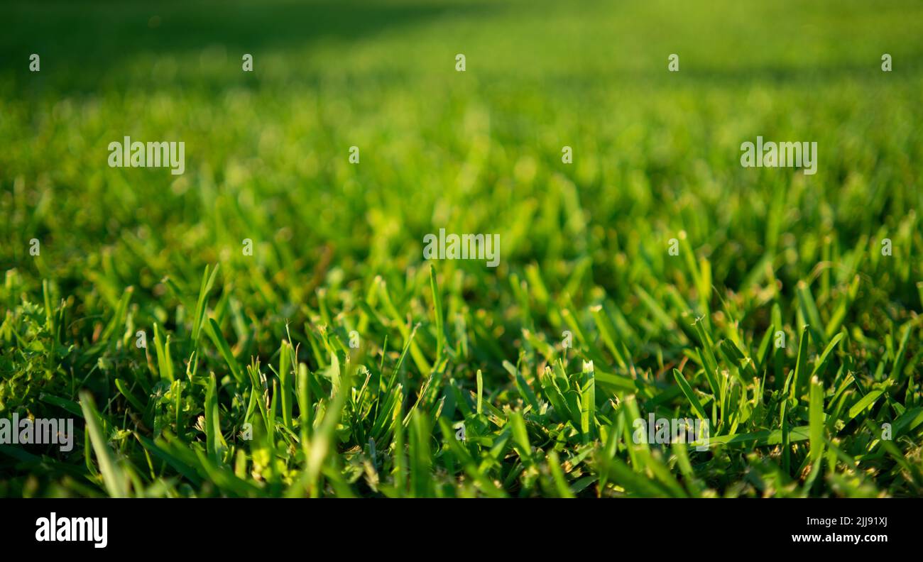 Green grass turf Stock Photo - Alamy