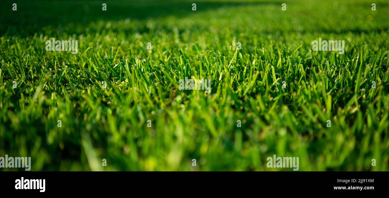 Green grass turf Stock Photo - Alamy