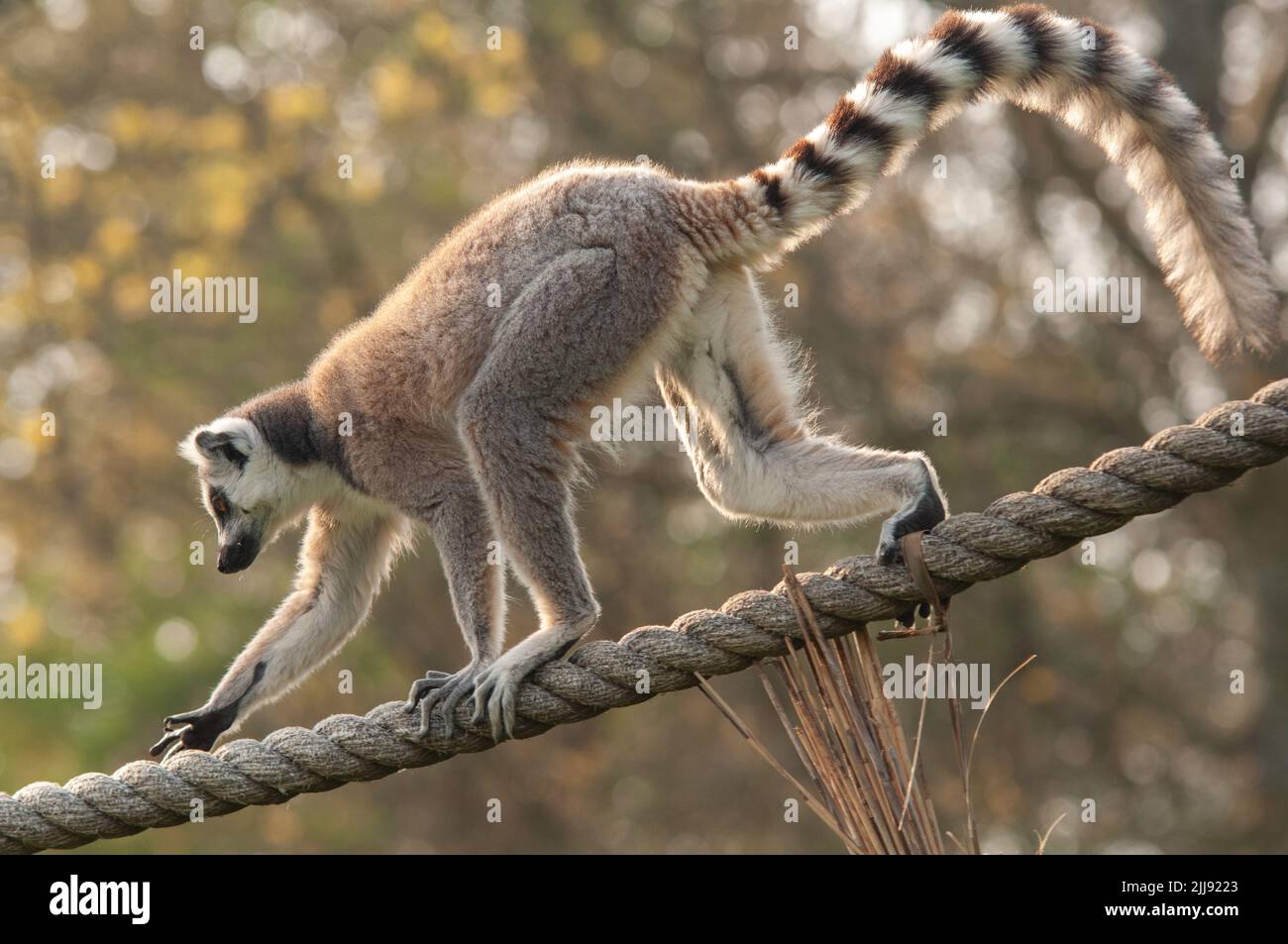 Ring tailed lemur climbing in tree in captivity, Wales, UK Stock Photo ...