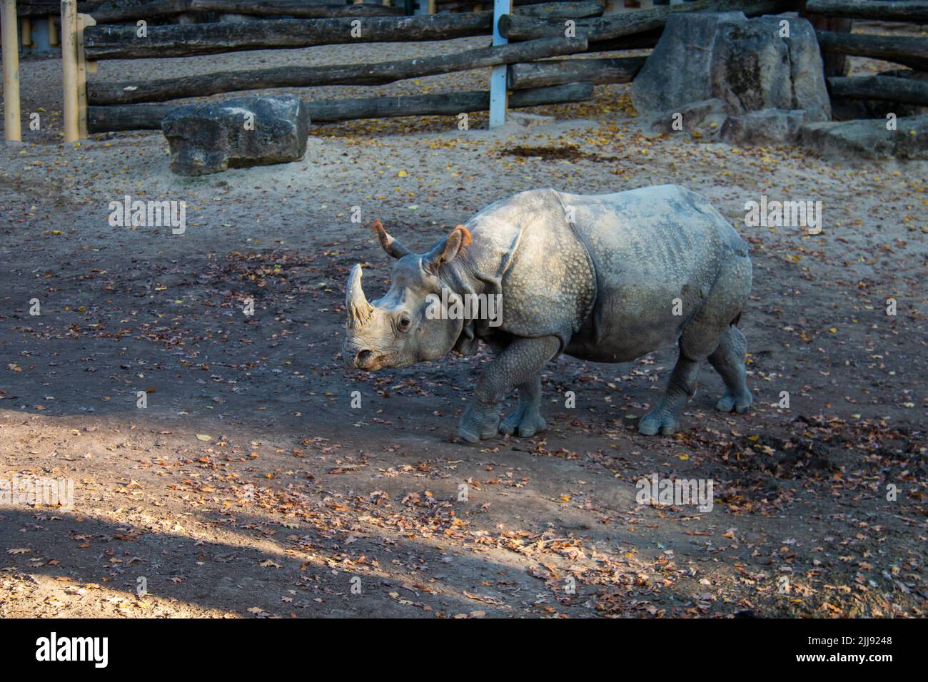 Greatndian rhinoceros (Rhinoceros unicornis) one-horned rhino native ...