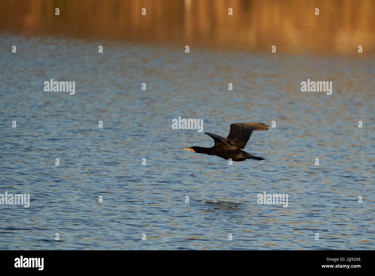 The high-angle view of the Cormorant flying over the blue water Stock ...