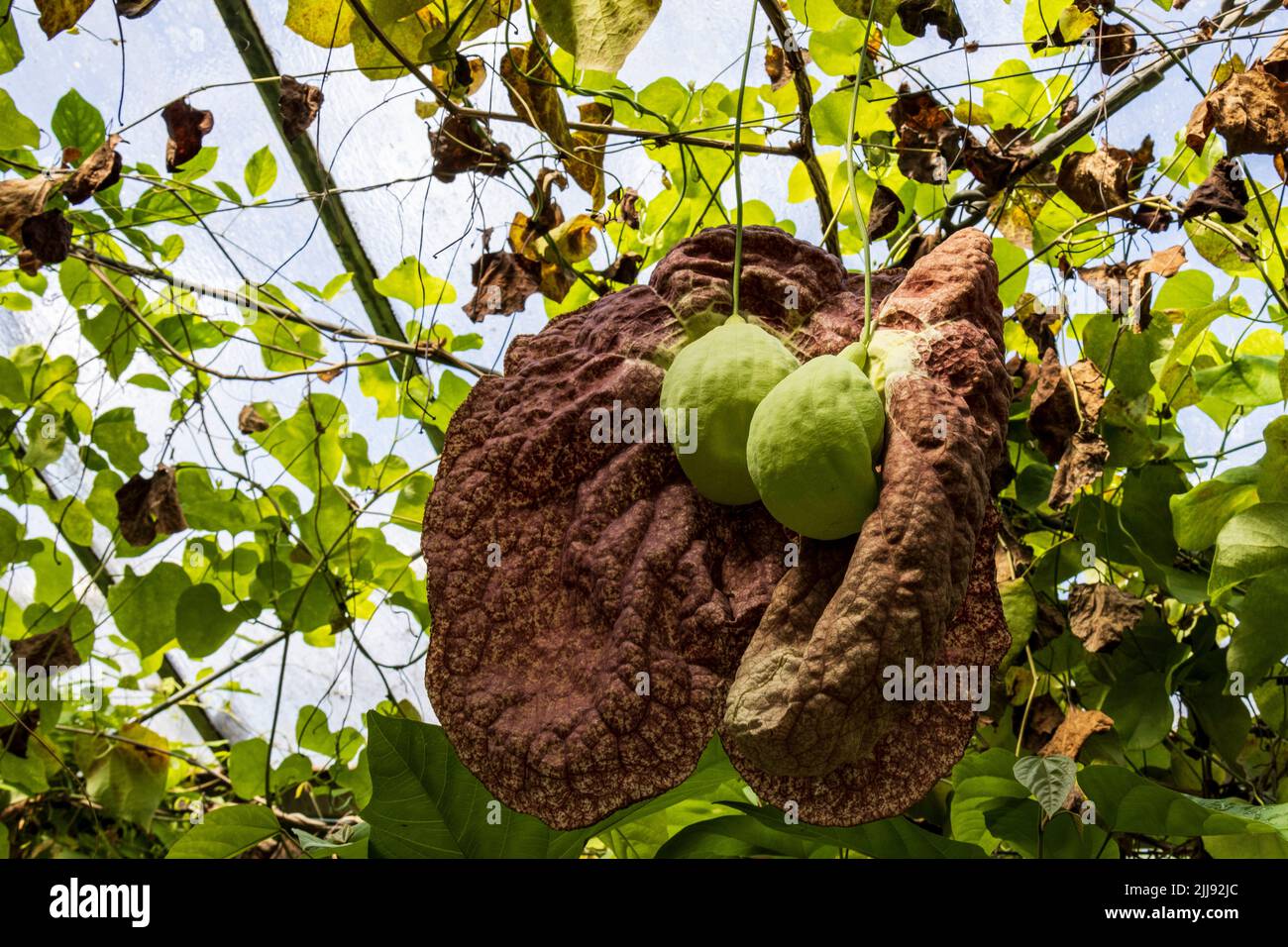Brazilian Dutchman's pipe or giant pelican flower, Aristolochia ...