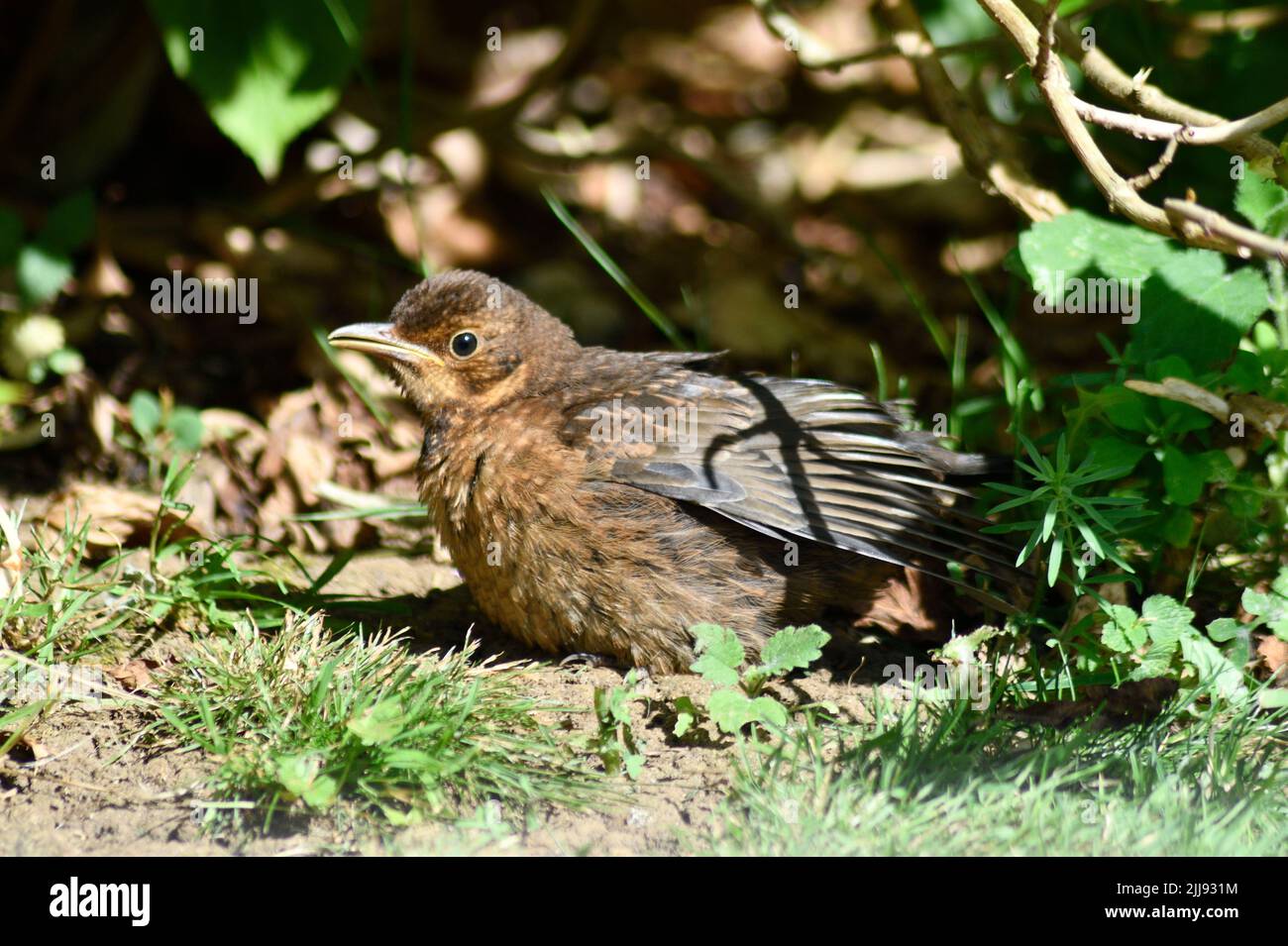 Blackbird (turdus merula) Fledgling under bush in Garden keeping quite ...