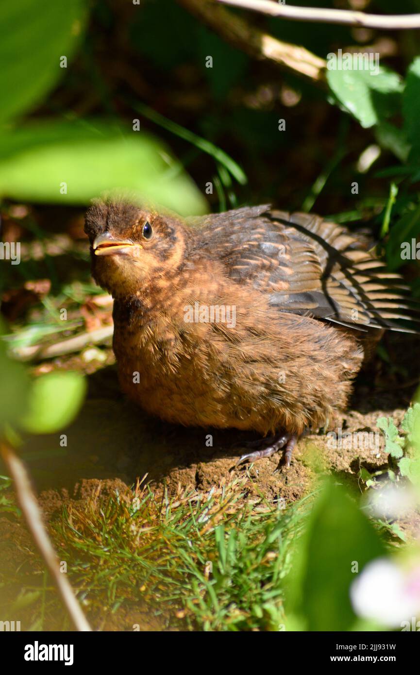 Blackbird (turdus merula) Fledgling under bush in Garden keeping quite ...