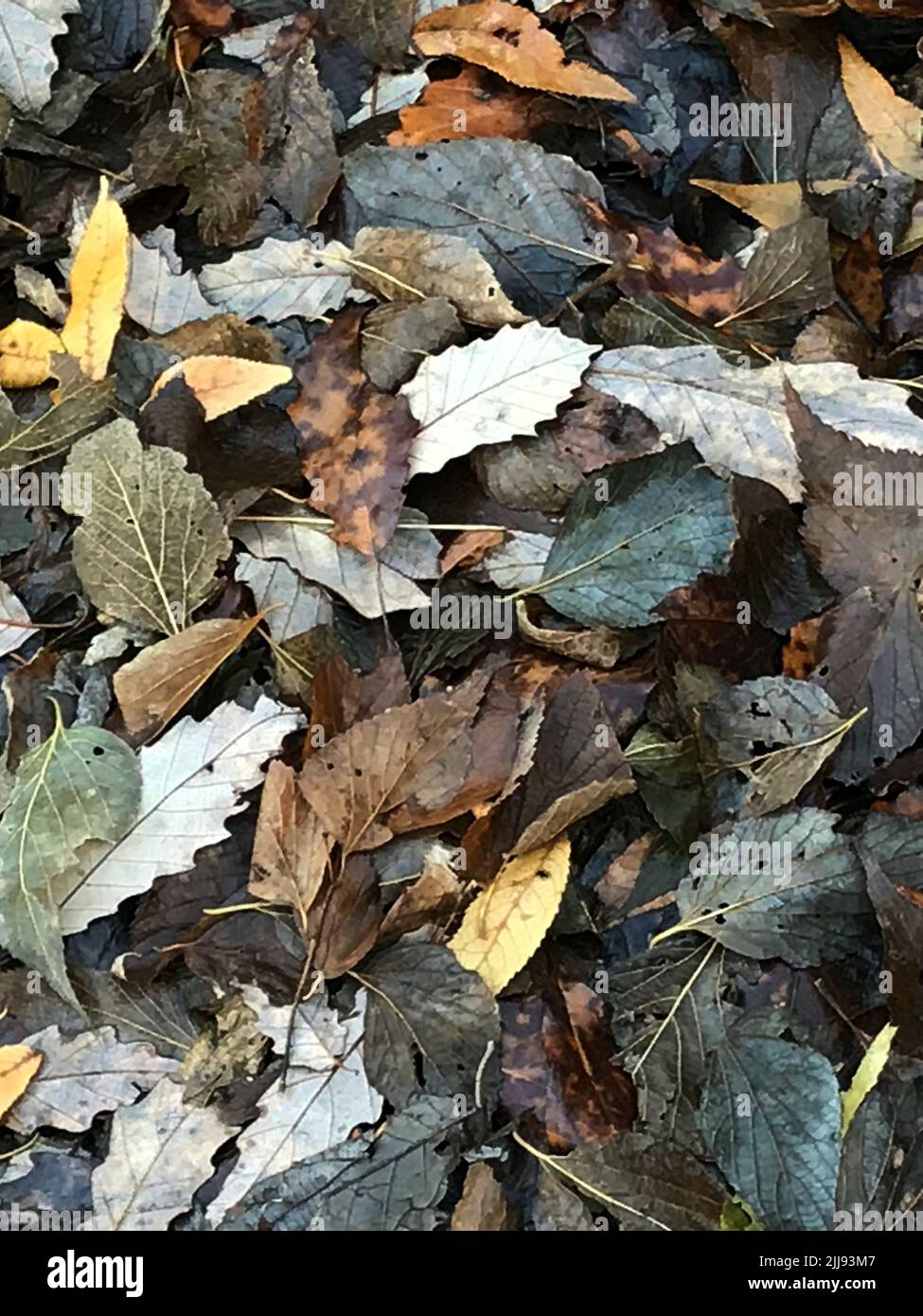 Fallen autumn leaves Stock Photo - Alamy