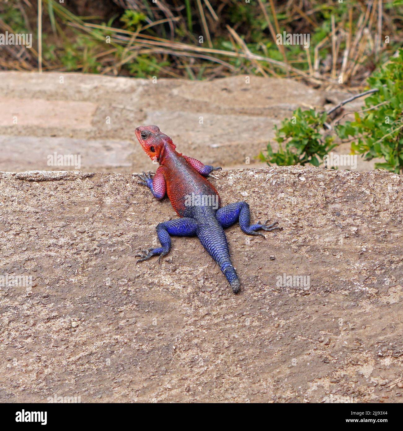 Male agama in kenya hi-res stock photography and images - Alamy