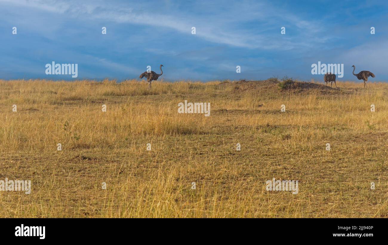 Southern ostrich birds animals in Africa savanna Stock Photo - Alamy