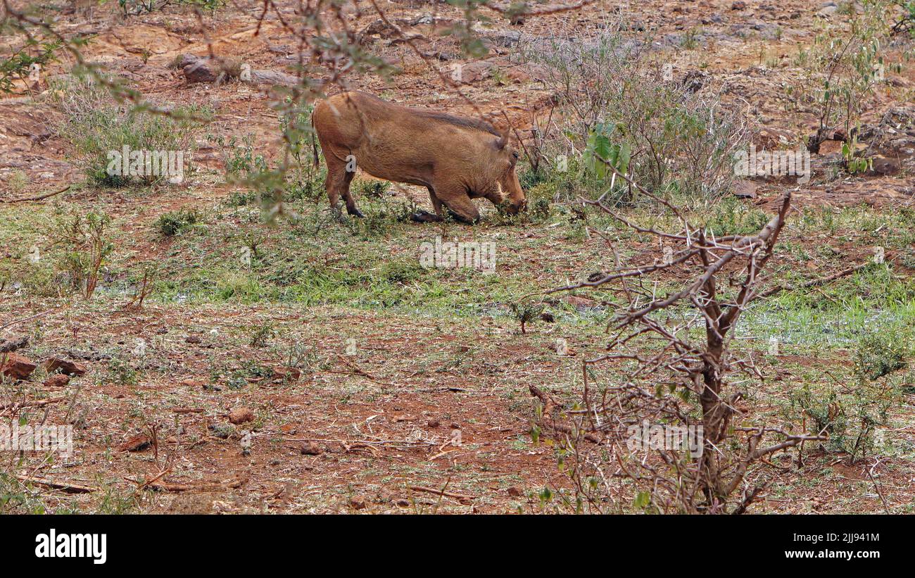 Wild warthog pig in Kenya Africa nature Stock Photo - Alamy