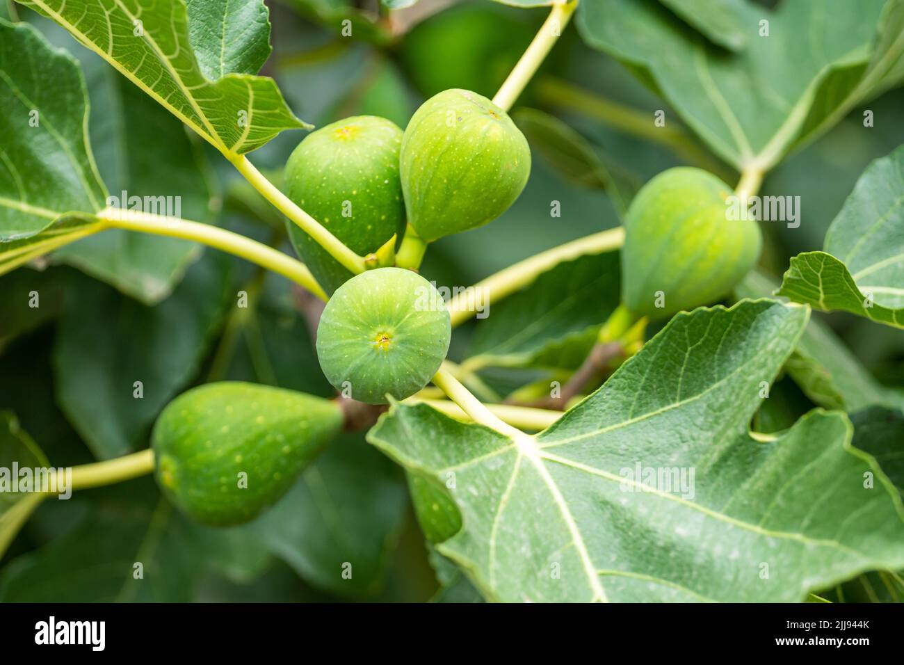 Young figs on the branch of a fig tree. Fruit Stock Photo - Alamy