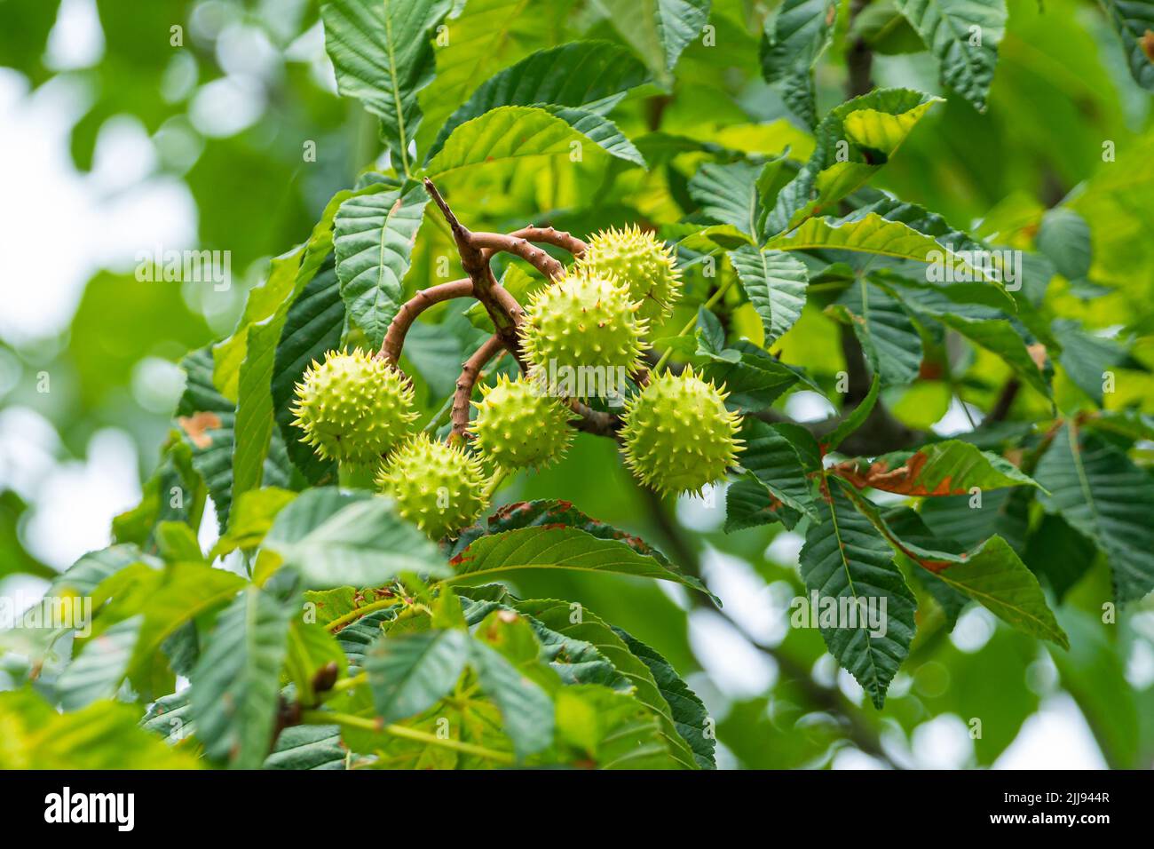 Green wild chestnut fruit on the branch. Tree Castanea, sometimes ...