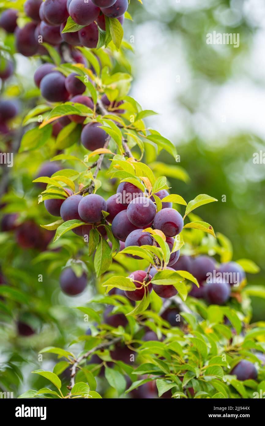 Plum, delicious purple and pink sweet fruit on the tree branch in the ...