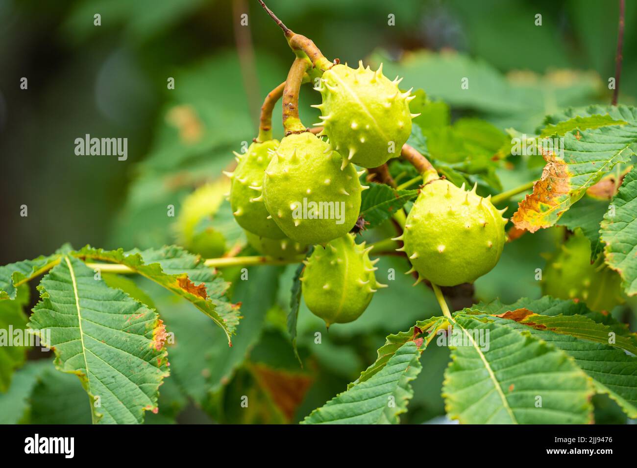 Green wild chestnut fruit on the branch. Tree Castanea, sometimes ...