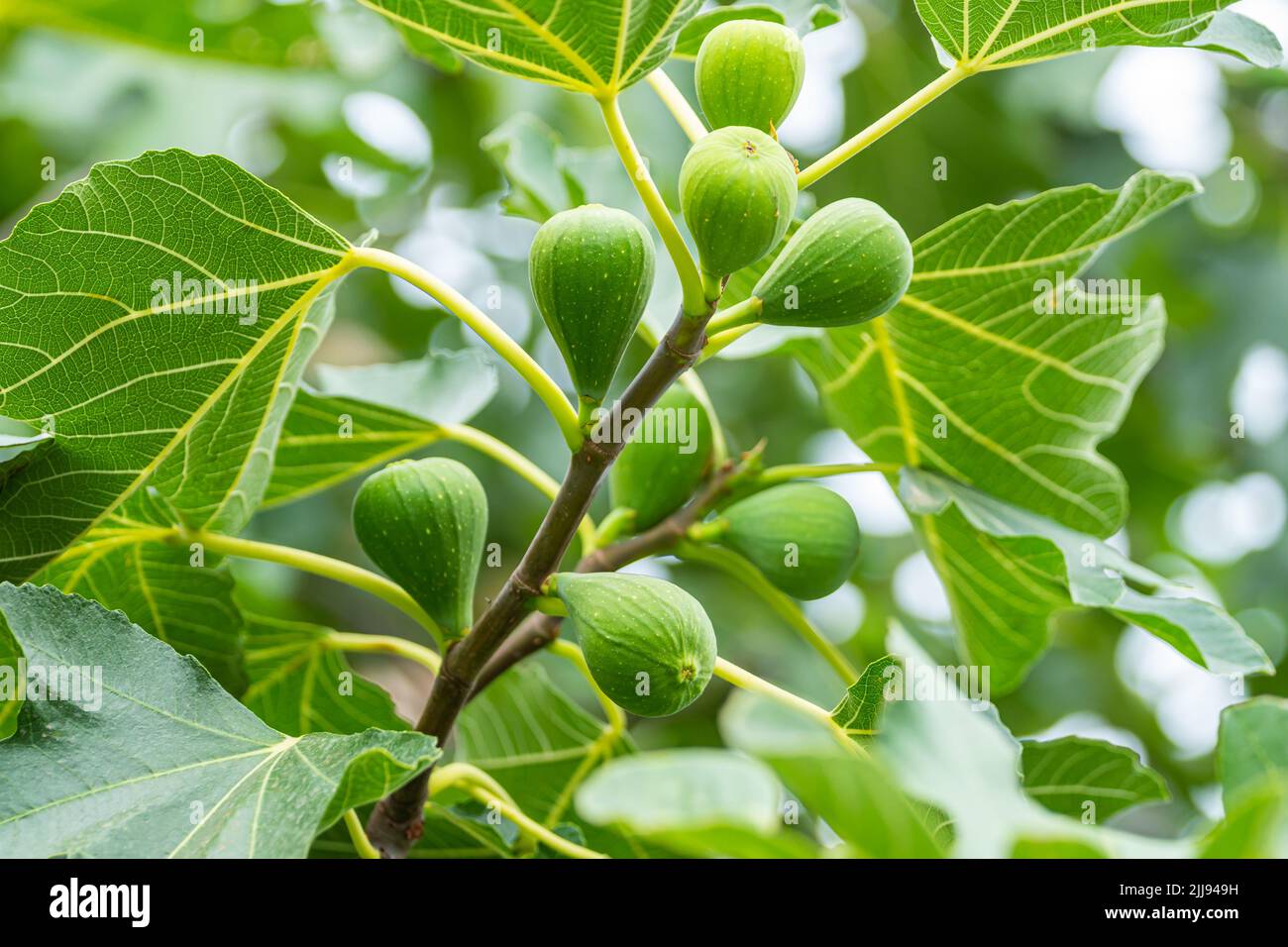 Young figs on the branch of a fig tree. Fruit Stock Photo - Alamy