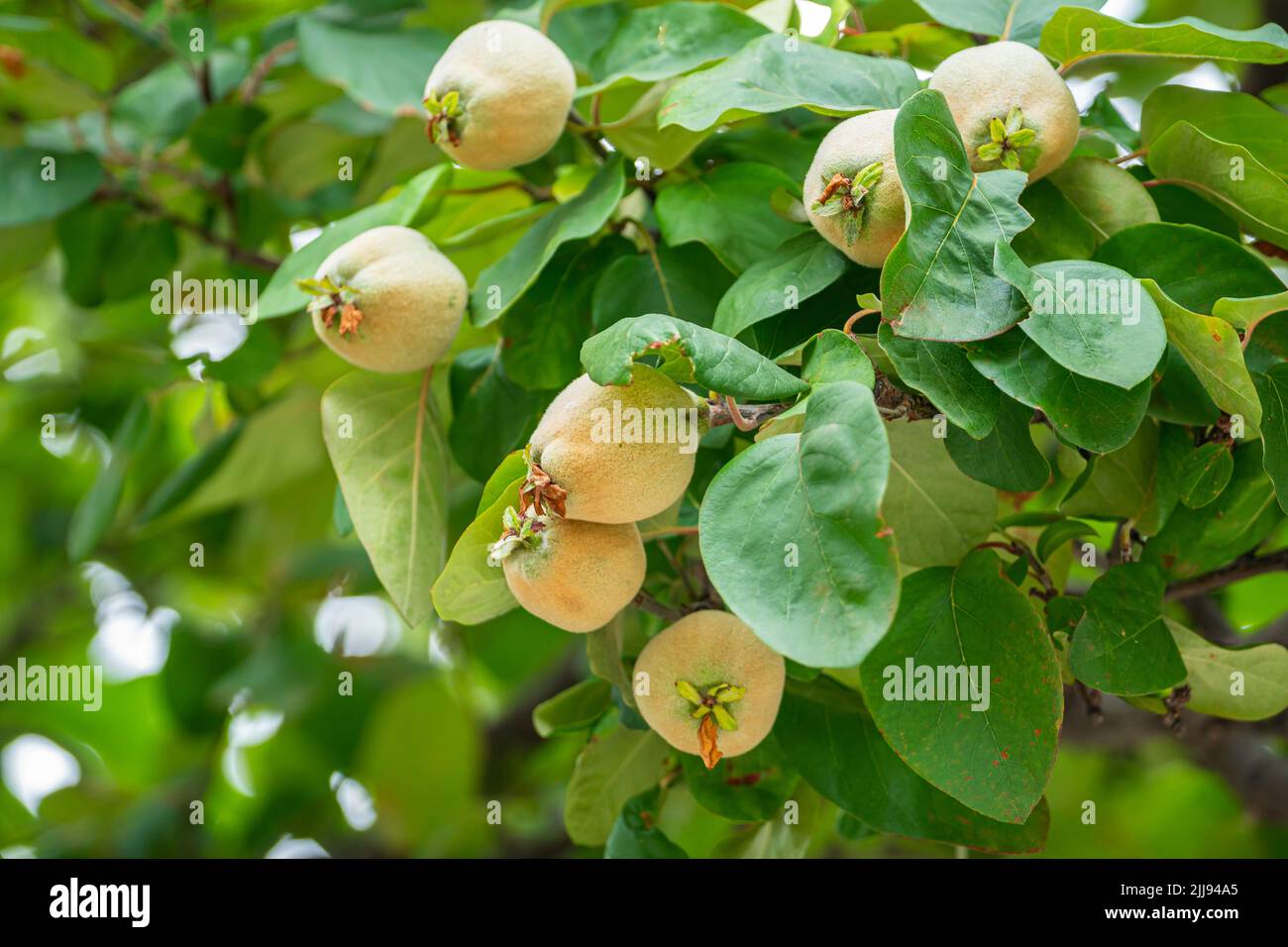 Small young not ripe fruits of quince on tree branch with green foliage ...