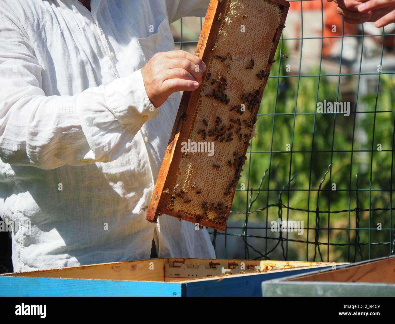 Master bee keeper pulls out a frame with honey from the beehive in the colony Stock Photo - Alamy