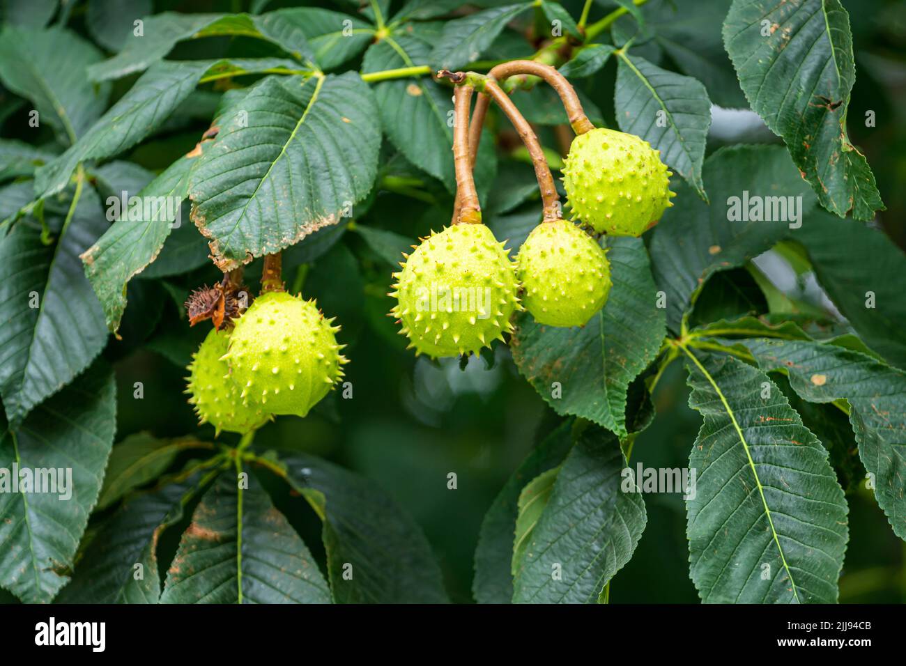 Green wild chestnut fruit on the branch. Tree Castanea, sometimes ...